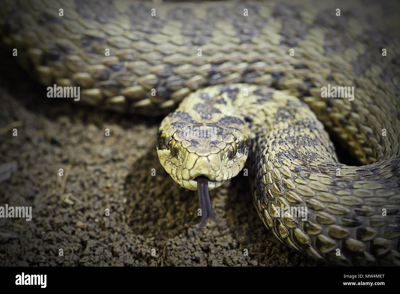 Rare snake Banque de photographies et d’images à haute résolution - Alamy