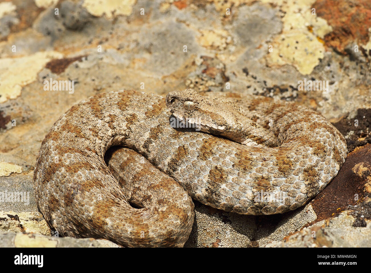 Levantine viper vipera lebetina Banque de photographies et d’images à ...