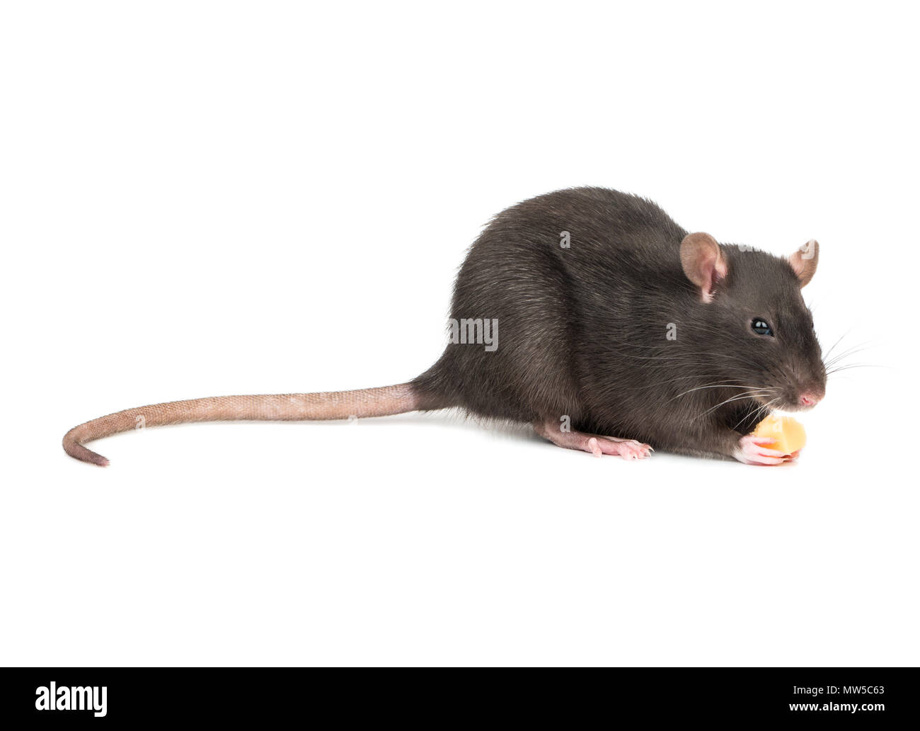 Portrait animal ravageur manger Banque d'images détourées - Alamy