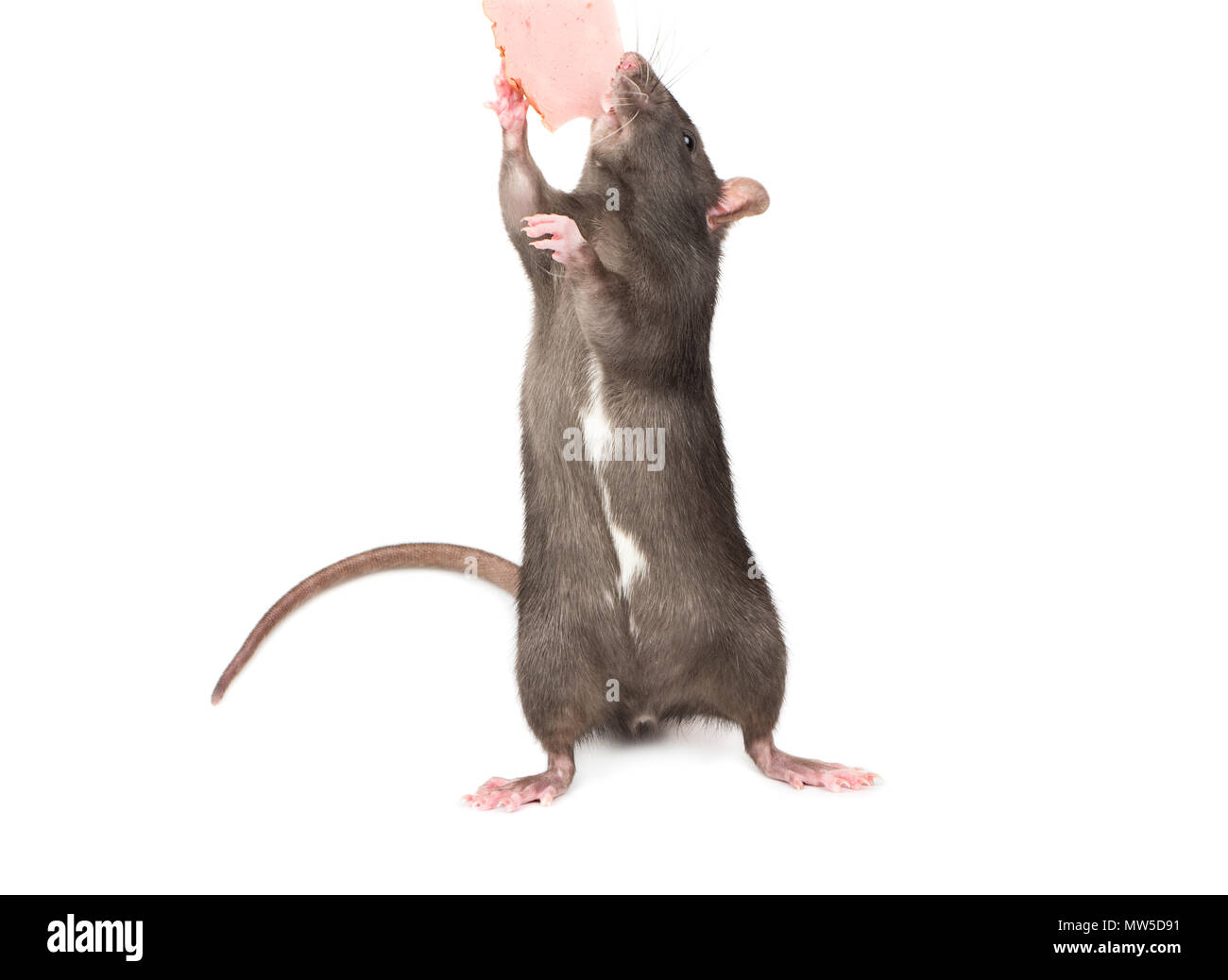 Rat de viande Banque de photographies et d’images à haute résolution ...