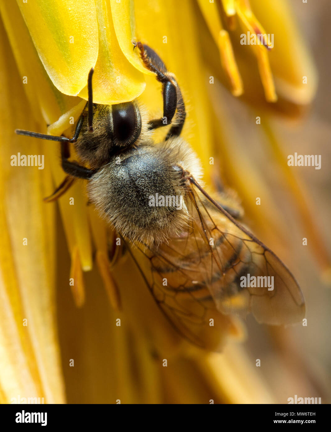 Abeille pollinisatrice Banque de photographies et d’images à haute ...