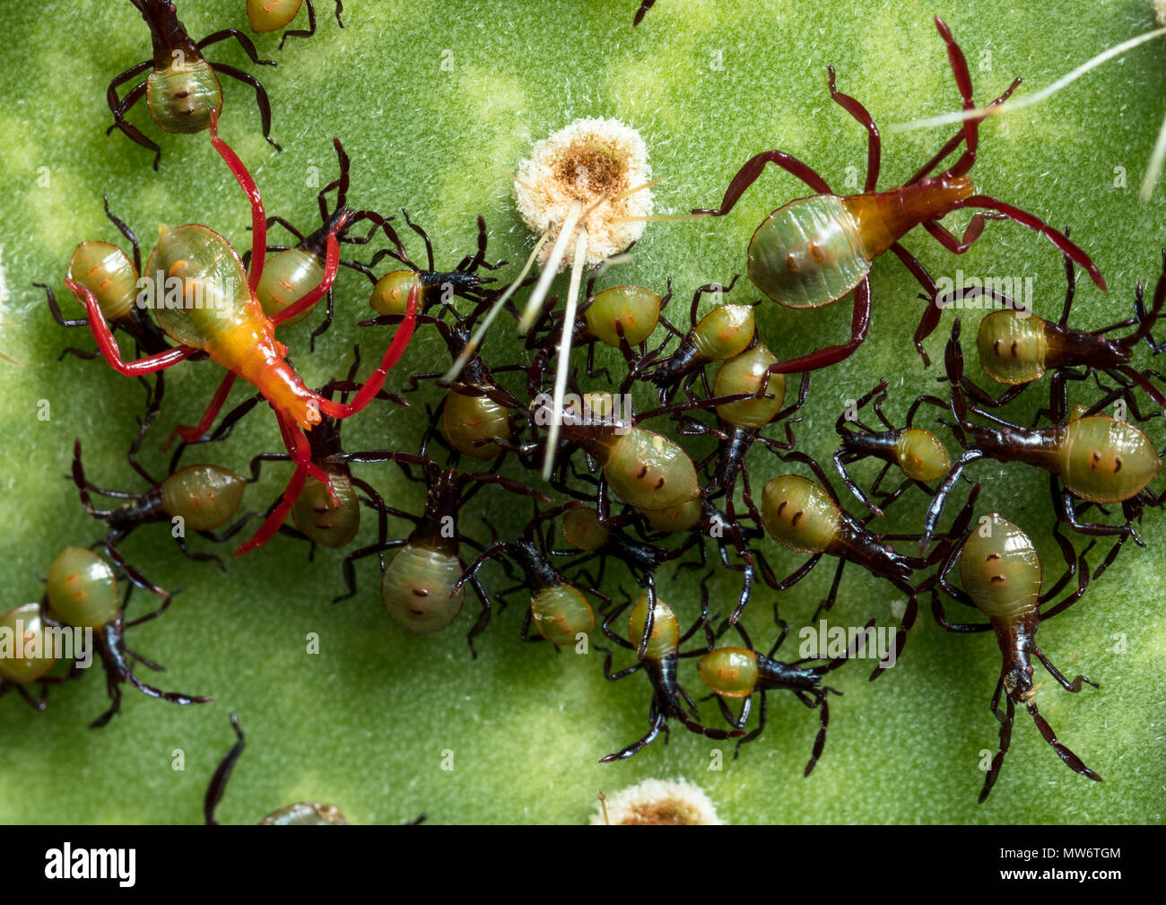 Puceron du cactus Banque de photographies et d’images à haute ...