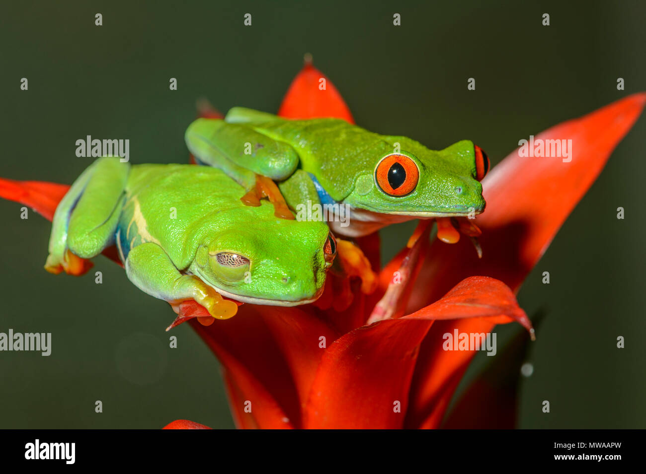 Grenouille nocturne Banque de photographies et d’images à haute ...