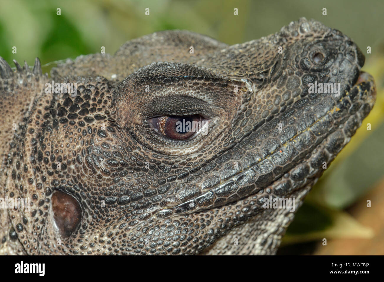 Hydrosaurus amboinensis Banque de photographies et d’images à haute ...