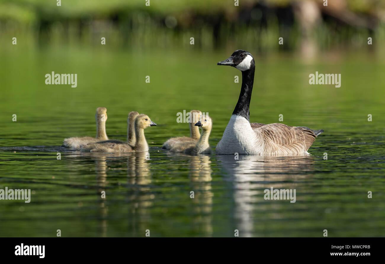 Bernache du canada Banque de photographies et d’images à haute ...