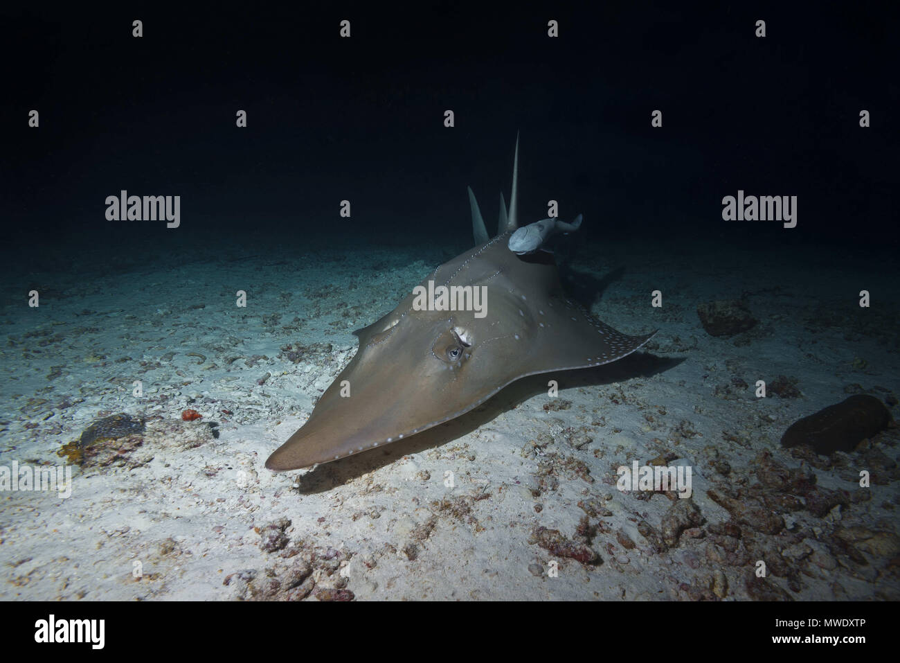 Shovelnose shark Banque de photographies et d’images à haute résolution ...