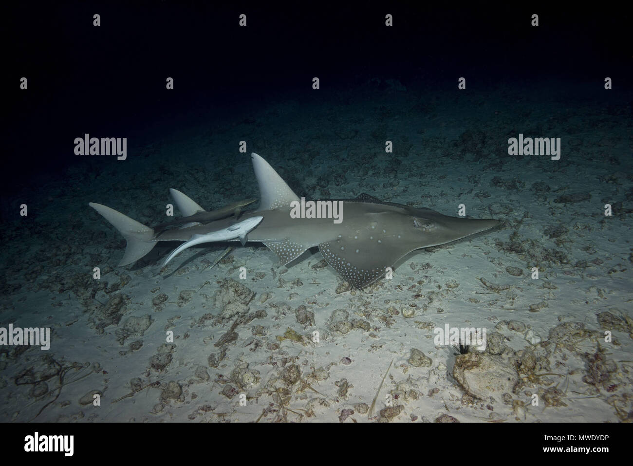 Shovelnose shark Banque de photographies et d’images à haute résolution ...