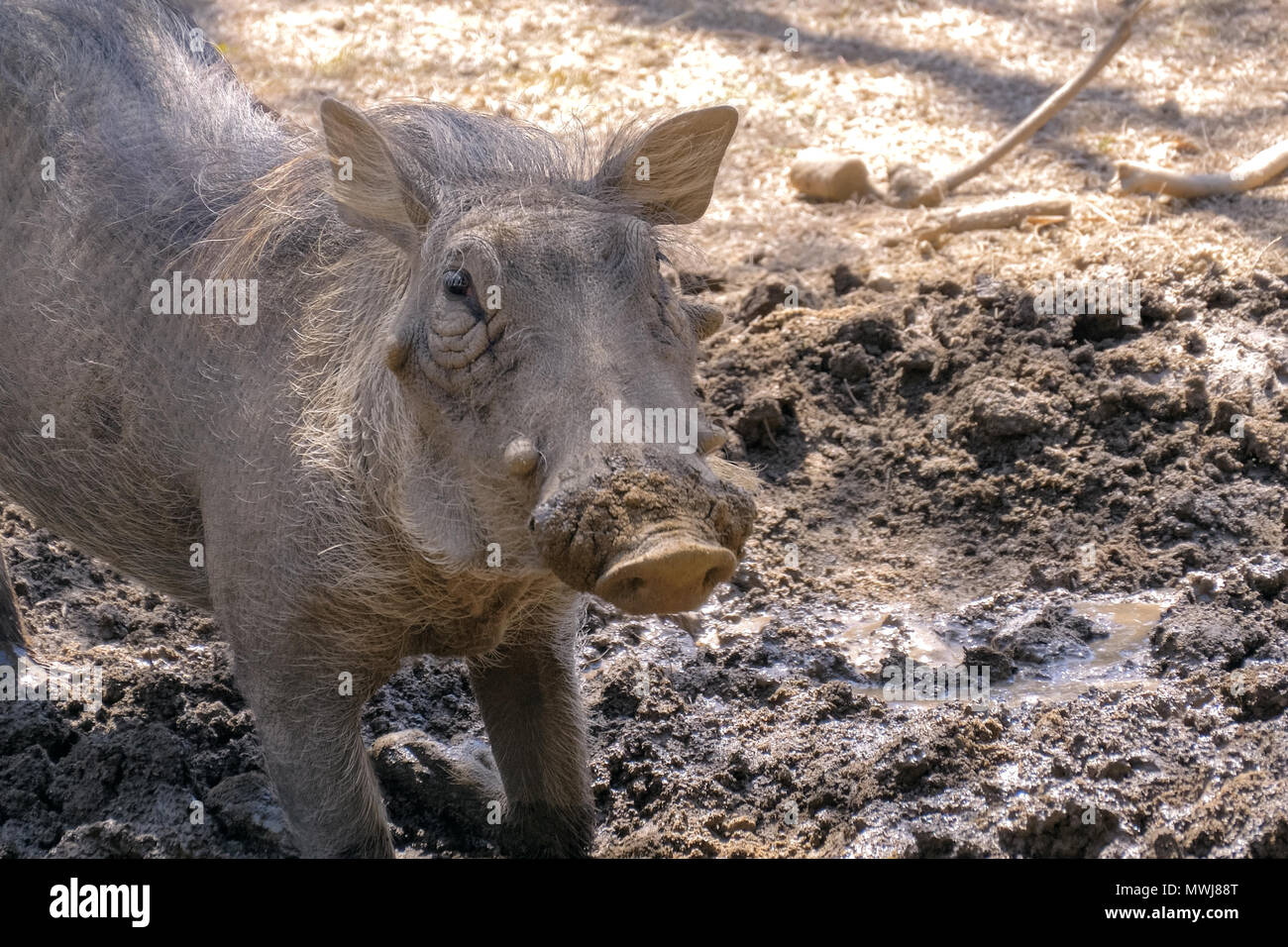 Cochon de terre Banque de photographies et d’images à haute résolution ...