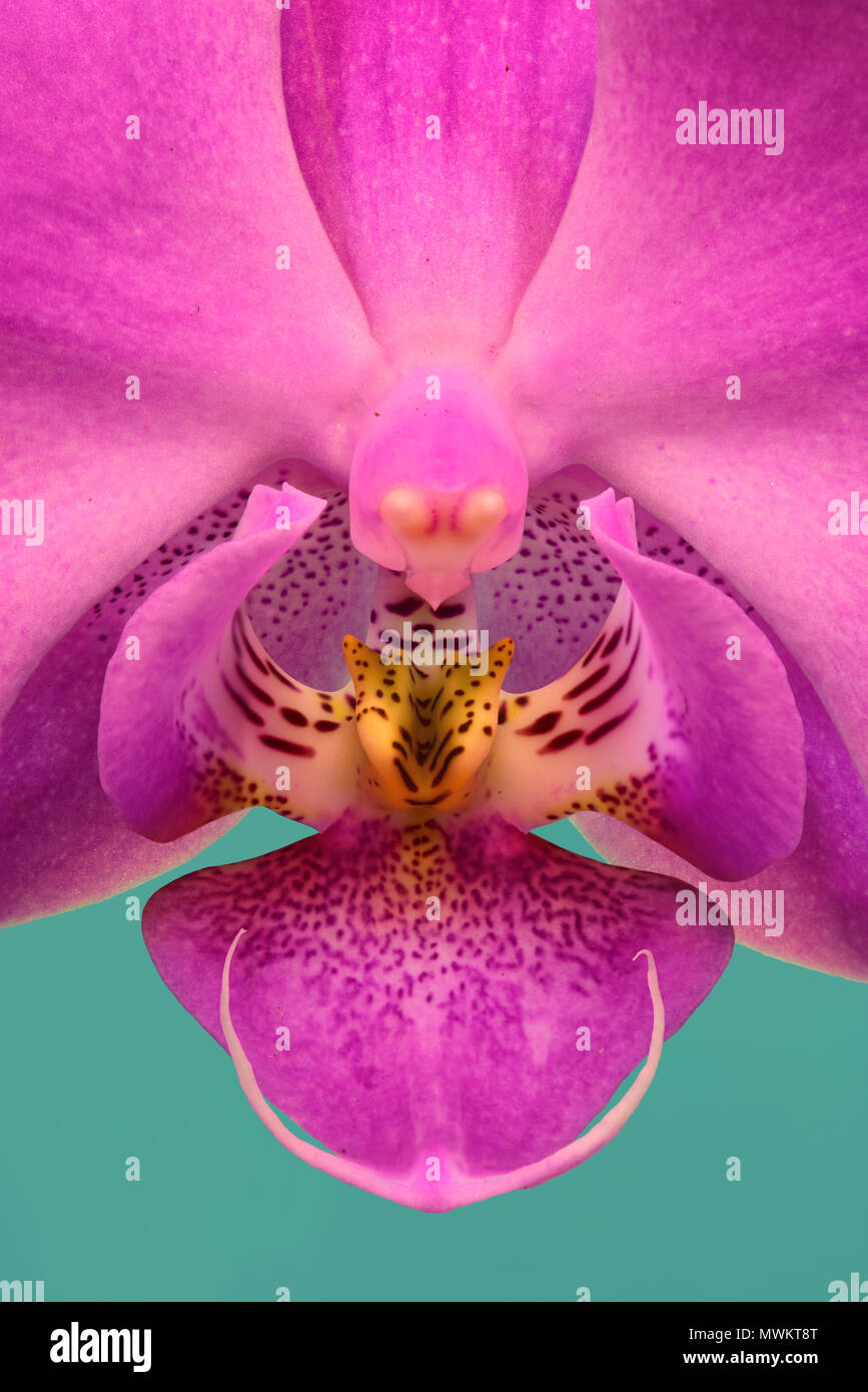 Dendrobium orchidée tropicale Banque de photographies et d’images à ...
