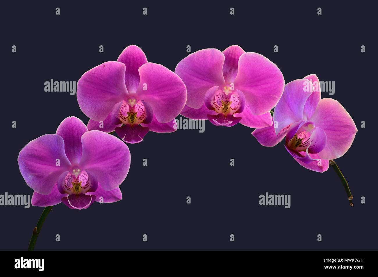 Dendrobium orchidée tropicale Banque de photographies et d’images à ...