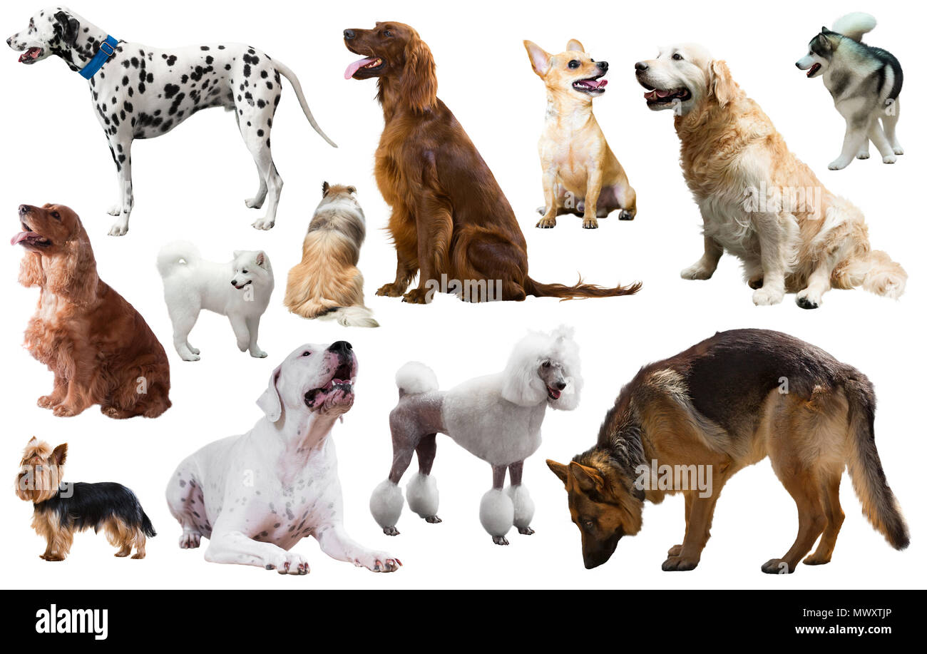 Races de chiens Banque de photographies et d’images à haute résolution ...