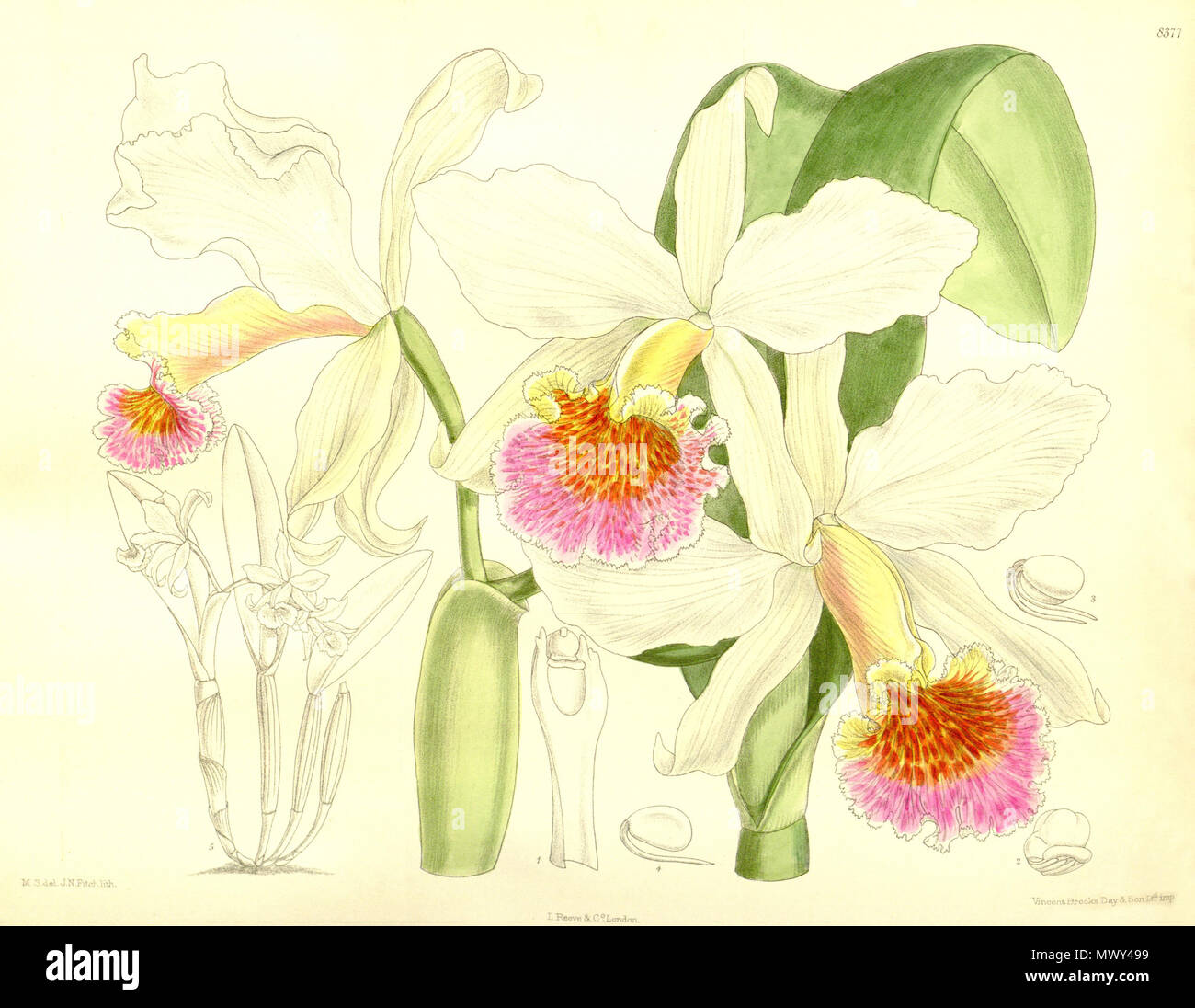 Cattleya rex Banque de photographies et d’images à haute résolution - Alamy