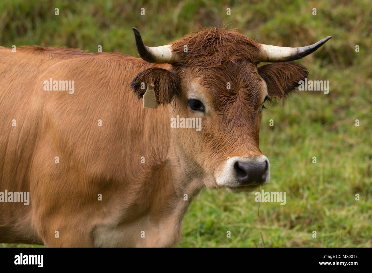 Potrait d'une vache Banque de photographies et d’images à haute ...