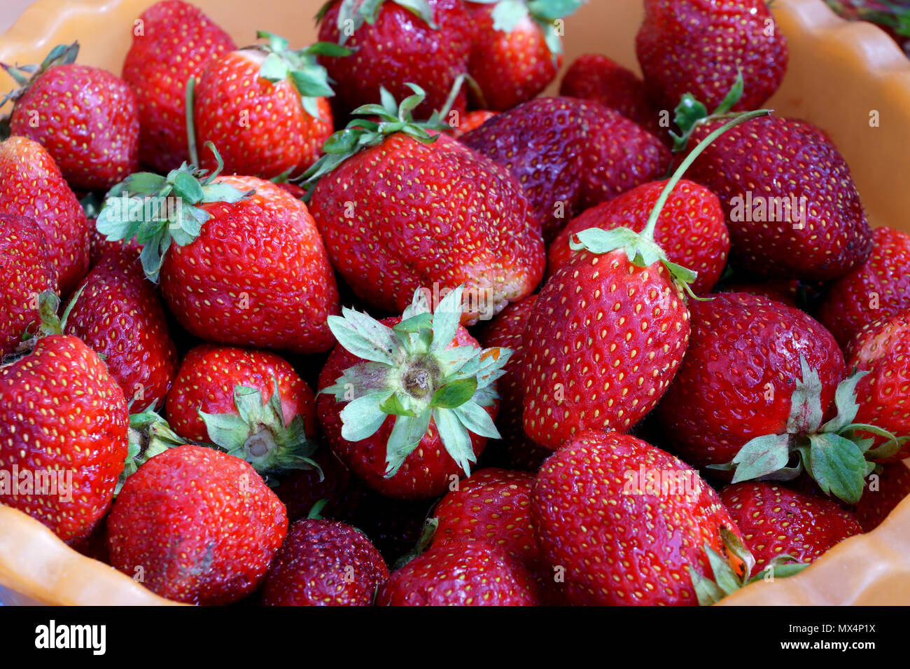 Collecting fruit Banque de photographies et d’images à haute résolution ...
