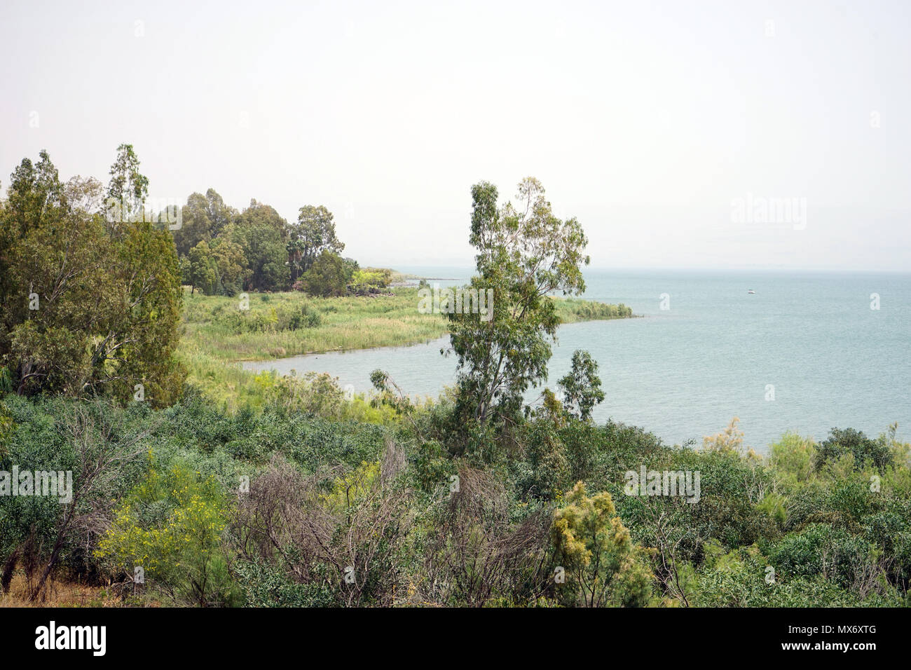 Les arbres et le lac de Tibériade en Galilée, Israël Photo Stock - Alamy