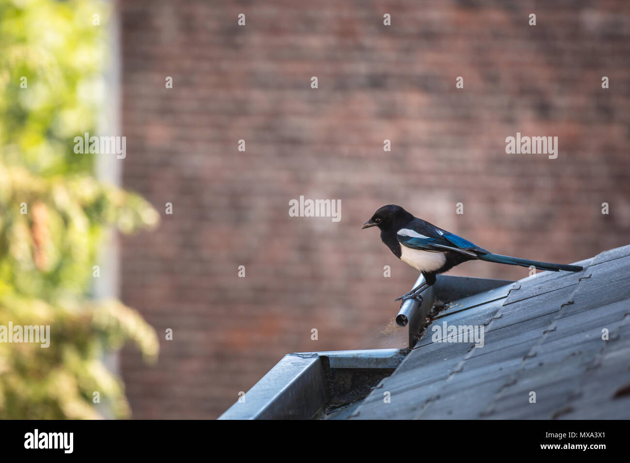 Oiseaux en belgique Banque de photographies et d’images à haute ...