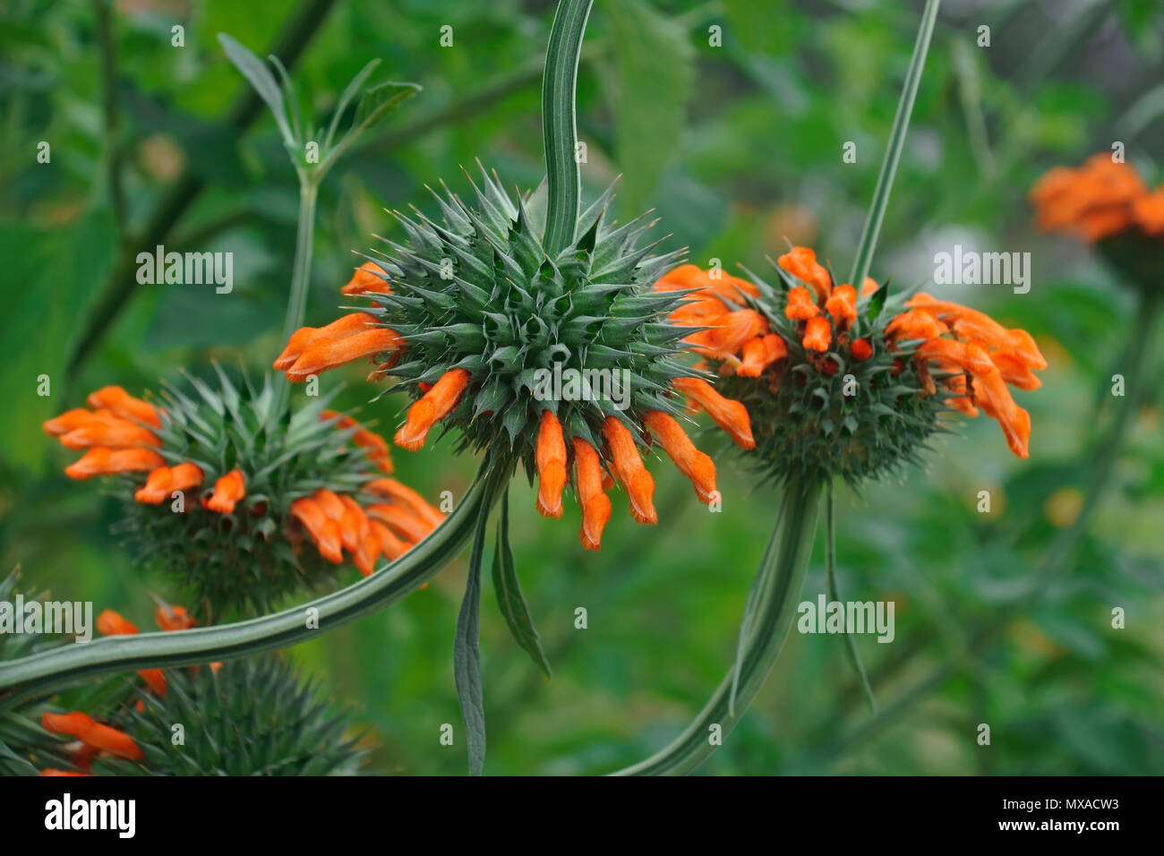 Queue de lions Banque de photographies et d’images à haute résolution ...