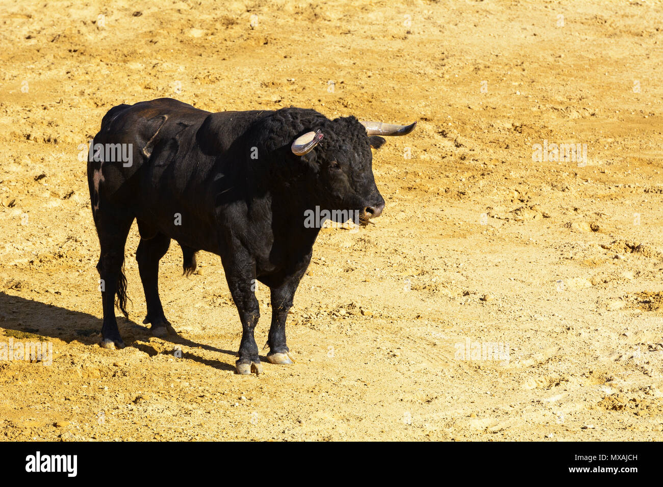 Matador combat taureau Banque de photographies et d’images à haute ...