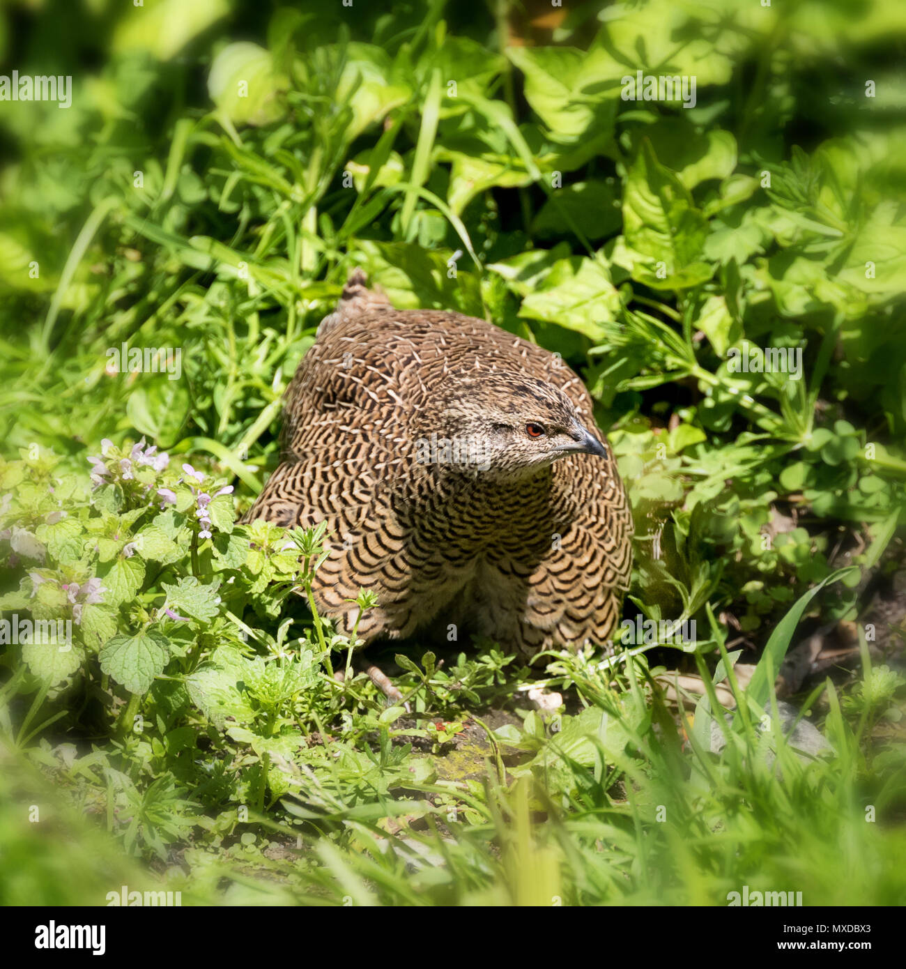 Margaroperdix madagarensis Banque de photographies et d’images à haute ...