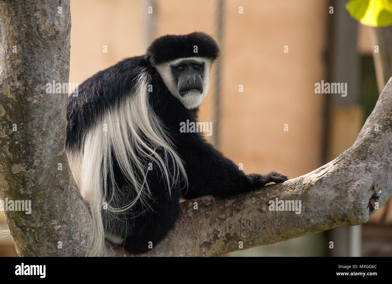 Singe colobe angolais noir et blanc Banque de photographies et d’images ...
