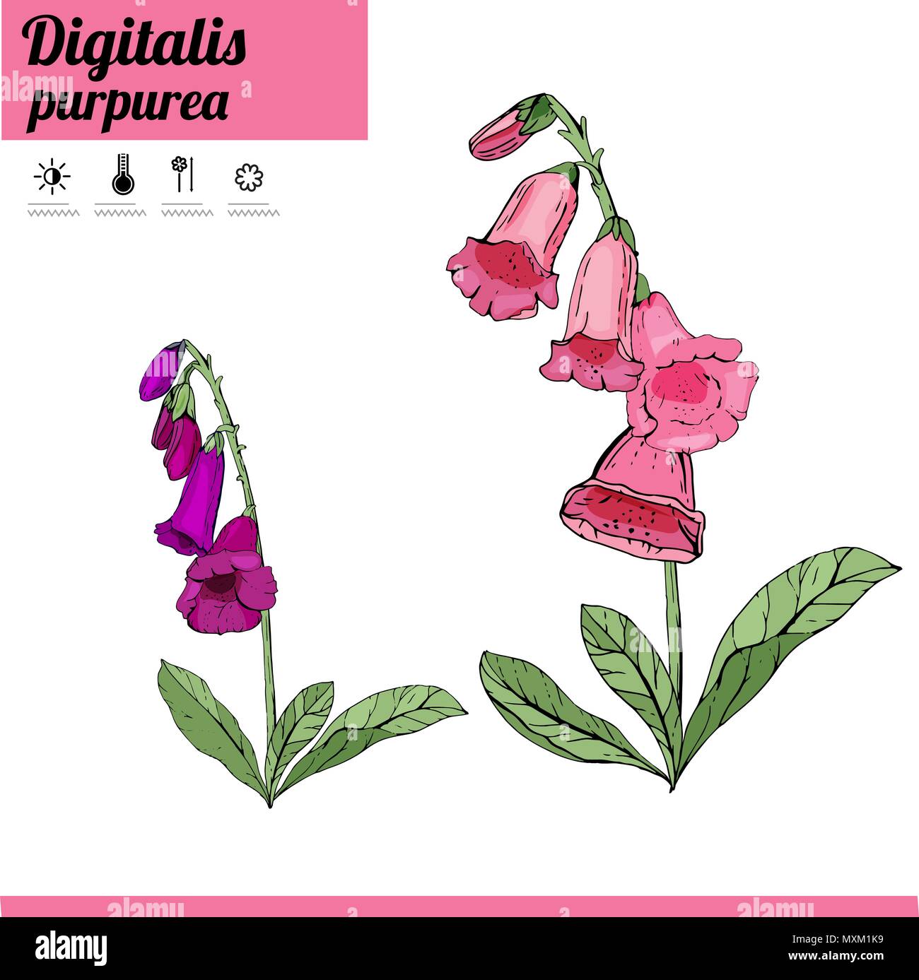 Digitale fleur digitale Banque d'images vectorielles - Alamy