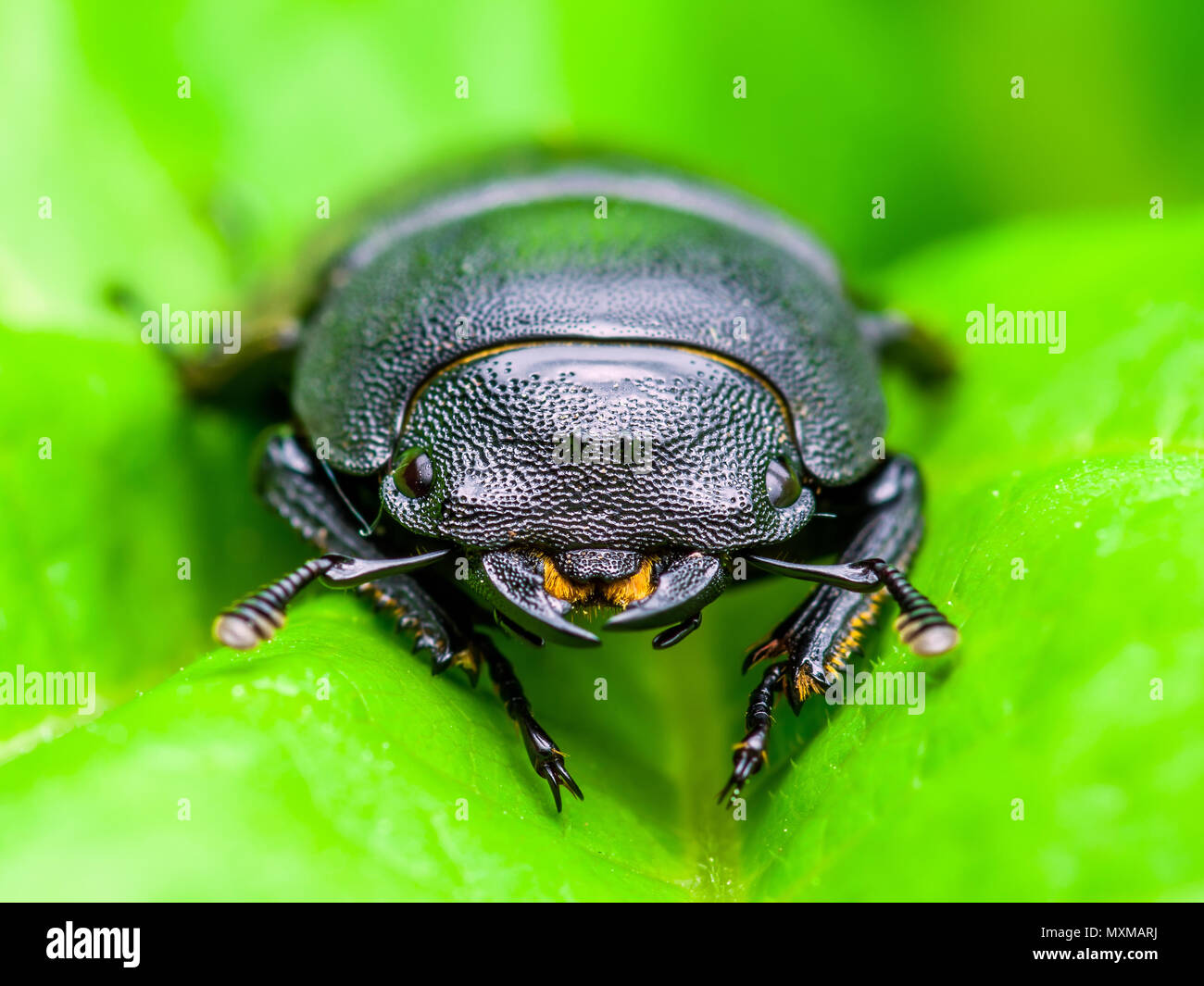 Bug Noir Et Vert Banque d'image et photos - Alamy