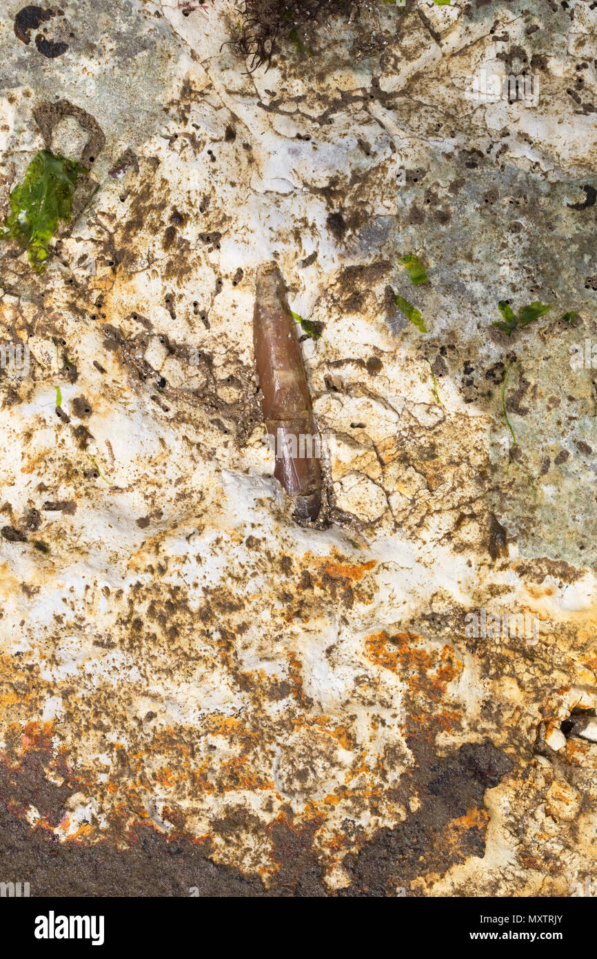 Belemnites belemnitida Banque de photographies et d’images à haute ...