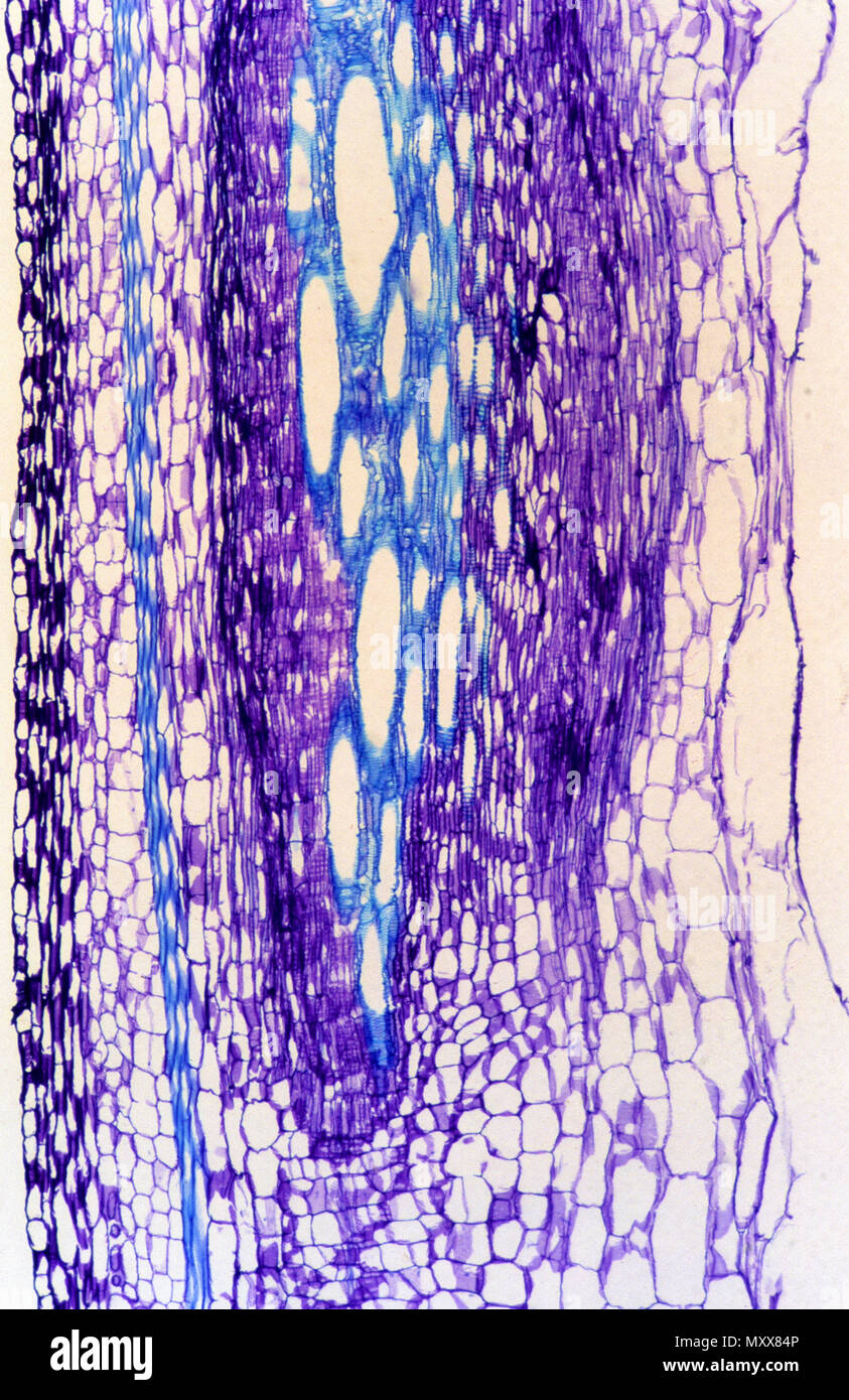 Phloem plate Banque de photographies et d’images à haute résolution - Alamy