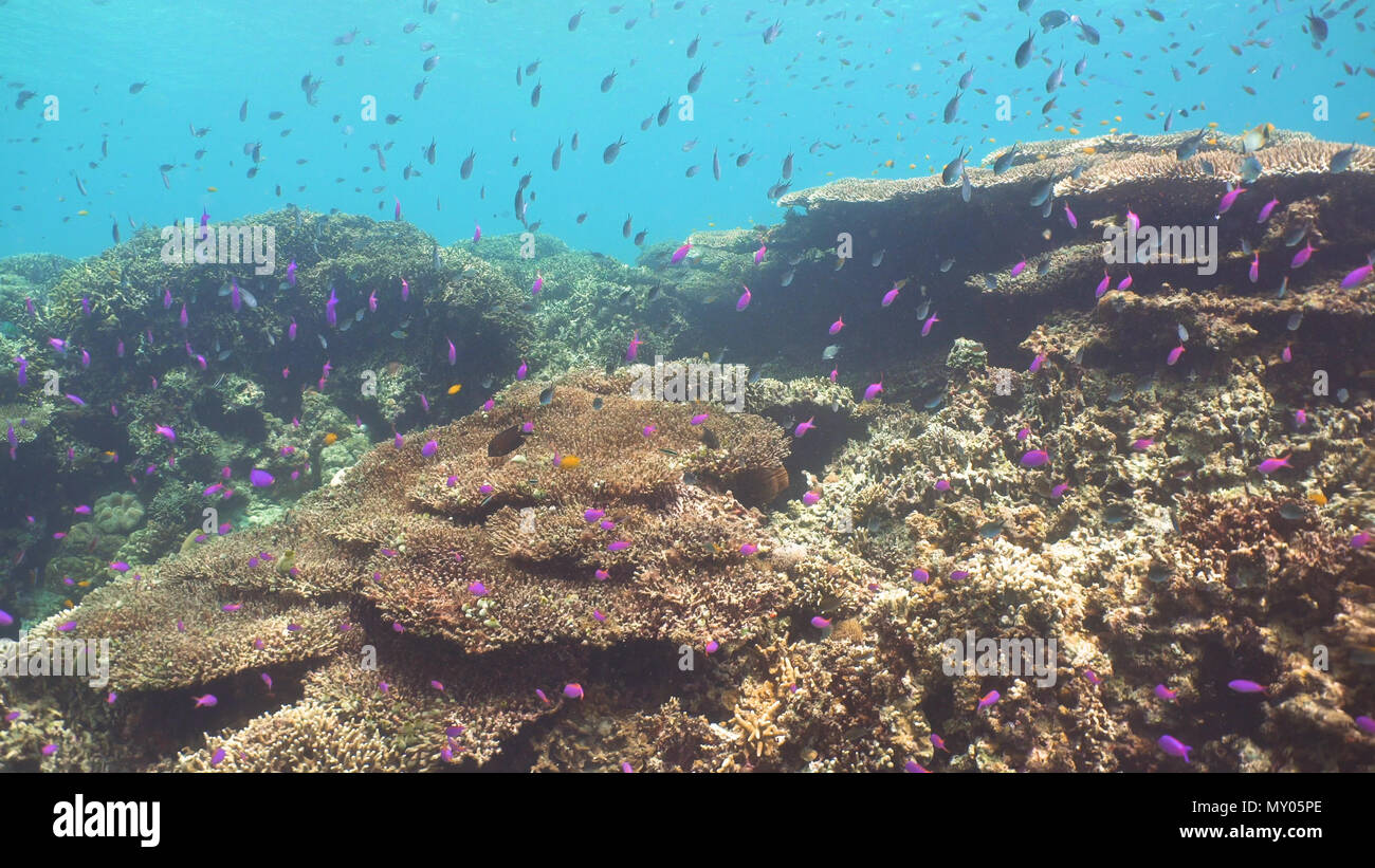 Poissons et coraux. Poissons tropicaux sur un récif de corail. Belle et ...
