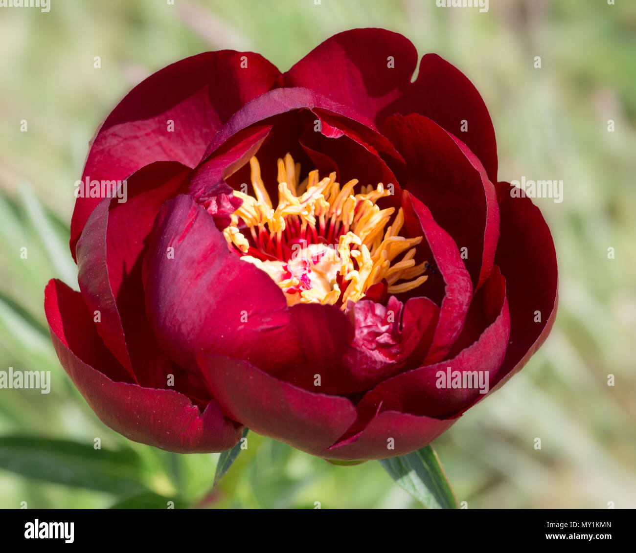 Pivoine rouge Banque de photographies et d’images à haute résolution ...