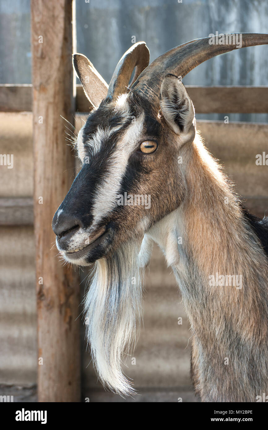 Goat breed Banque de photographies et d’images à haute résolution - Alamy