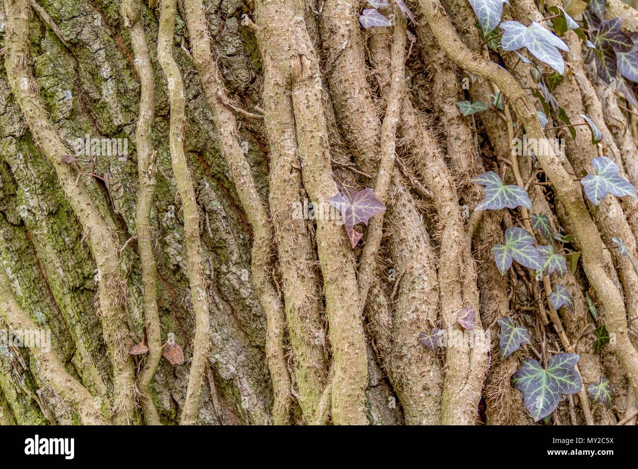 Racines de lierre grimpant tronc d'arbre Banque de photographies et d ...