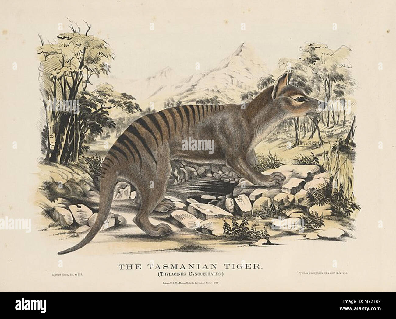Thylacine thylacinus cynocephalus Banque de photographies et d’images à ...