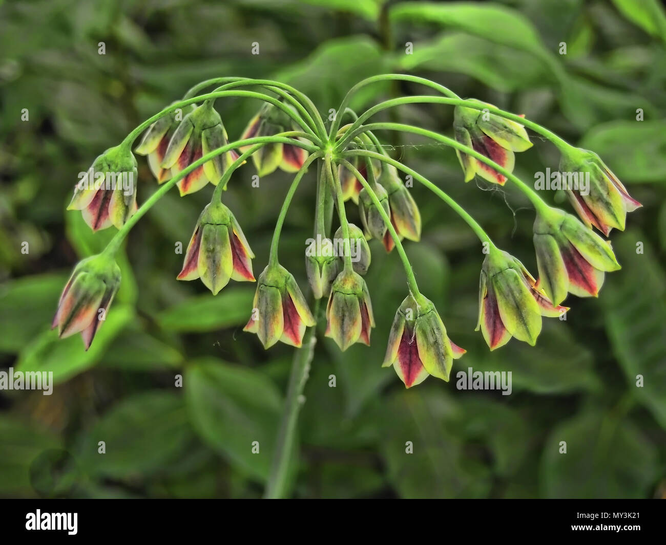 Allium bulgaricum Banque de photographies et d’images à haute ...