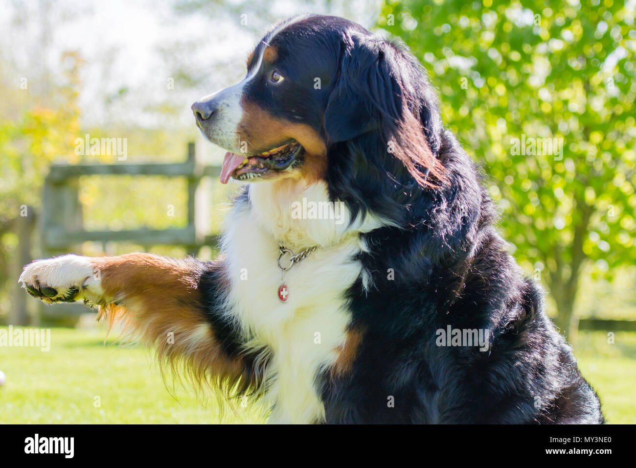 Race bovine bernoise Banque de photographies et d’images à haute ...