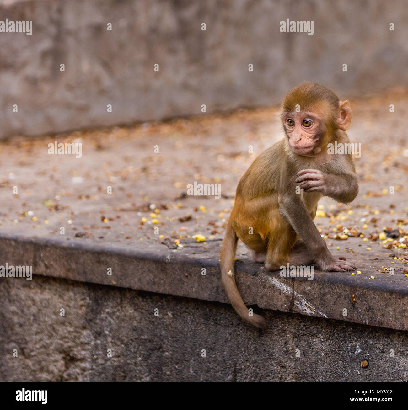 Jeune singe makake Banque de photographies et d’images à haute ...