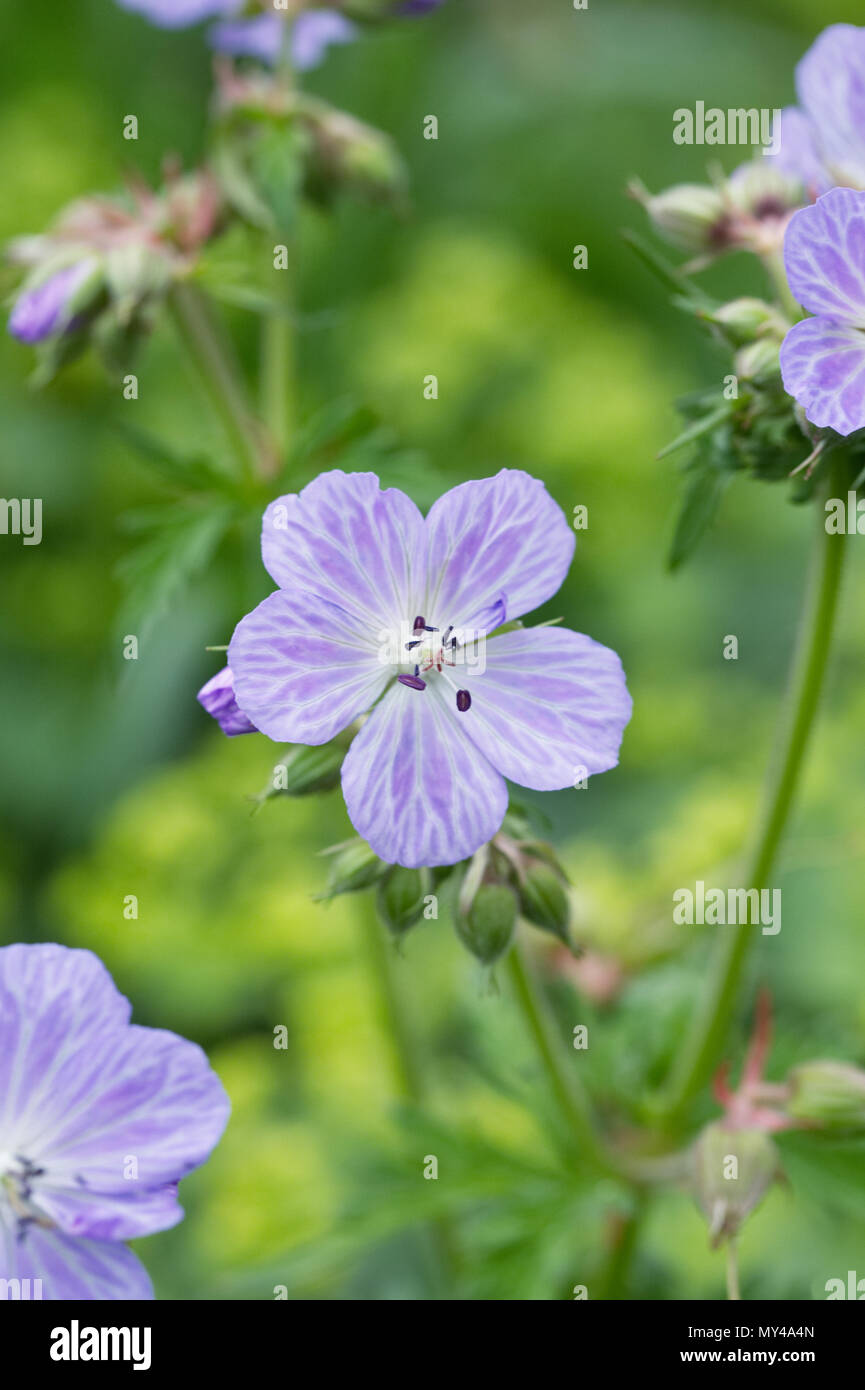 Geranium pratense 'mrs kendall clark' Banque de photographies et d ...