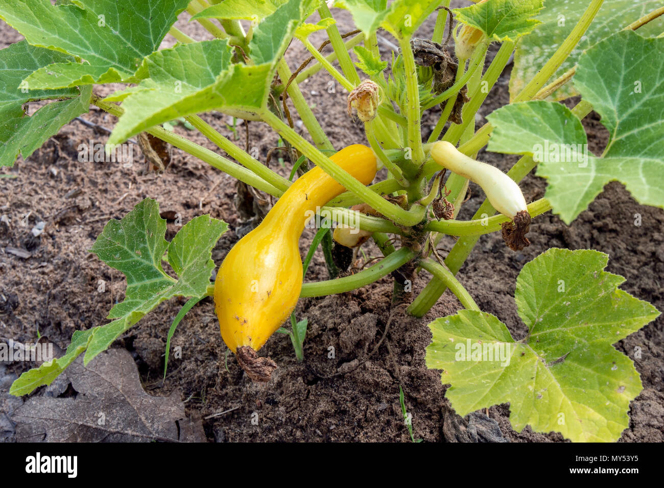 Usine de courge jaune Banque de photographies et d’images à haute ...