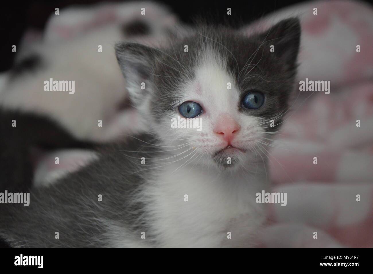 Chatons noirs yeux bleus Banque de photographies et d’images à haute ...
