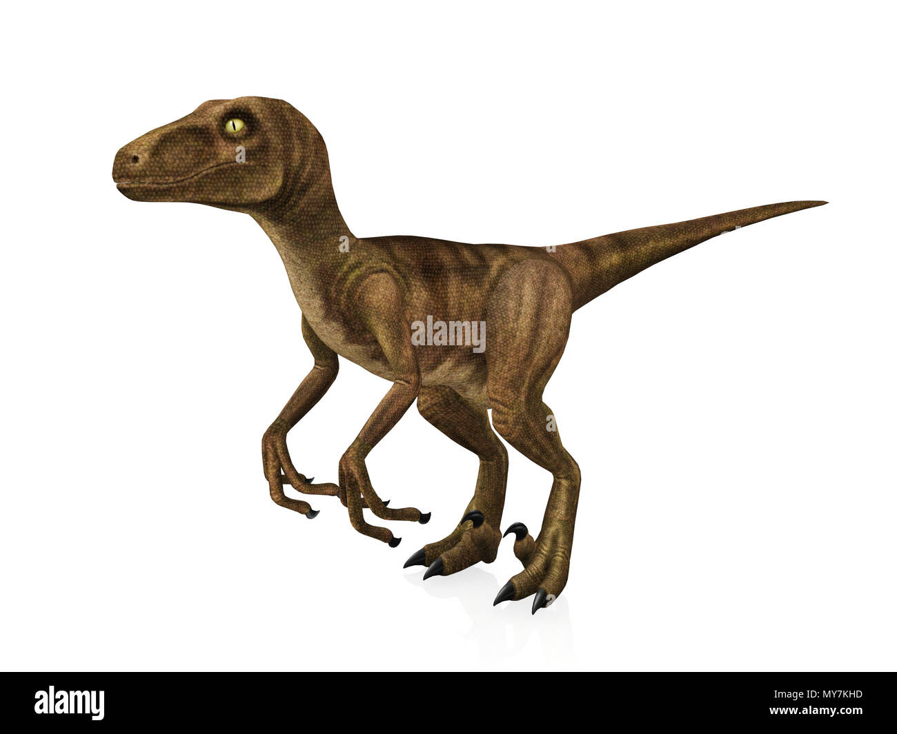 Velociraptor raptor Banque de photographies et d’images à haute résolution - Alamy