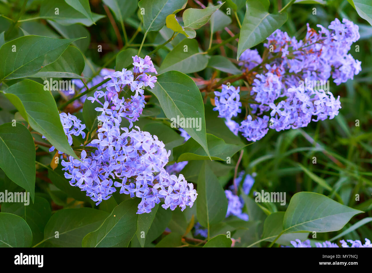 Arbre lilas Banque de photographies et d’images à haute résolution - Alamy