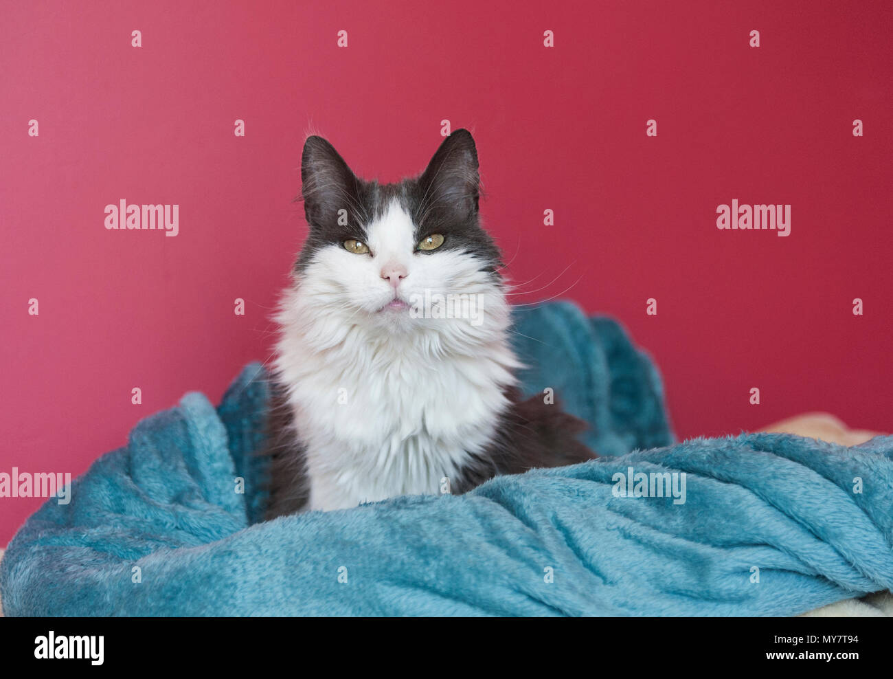 Longues oreilles roses Banque de photographies et d’images à haute ...