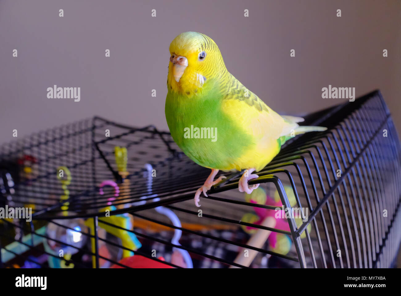 Perruche ondulée pie Banque de photographies et d’images à haute ...