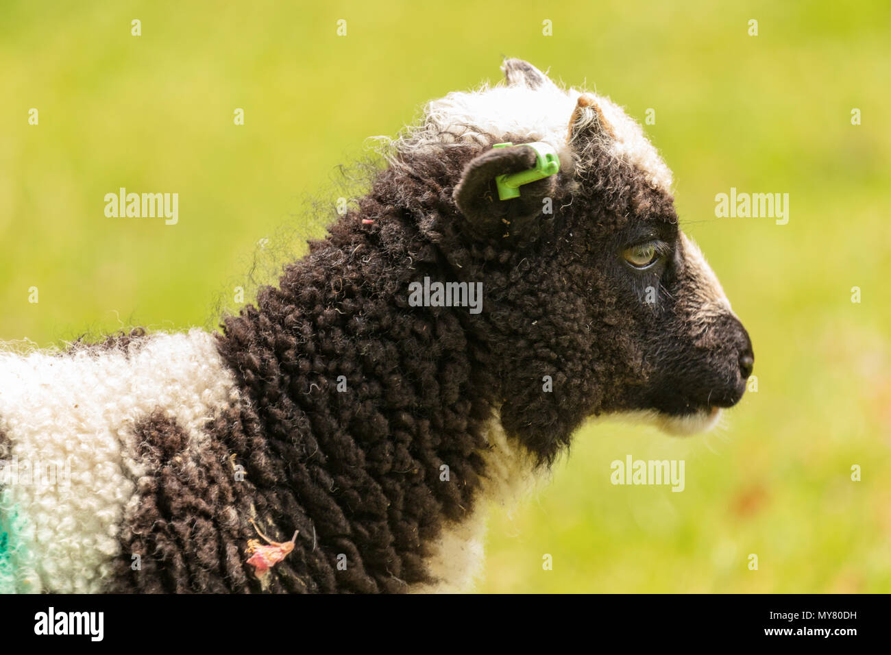 Famille de moutons jacob Banque de photographies et d’images à haute ...