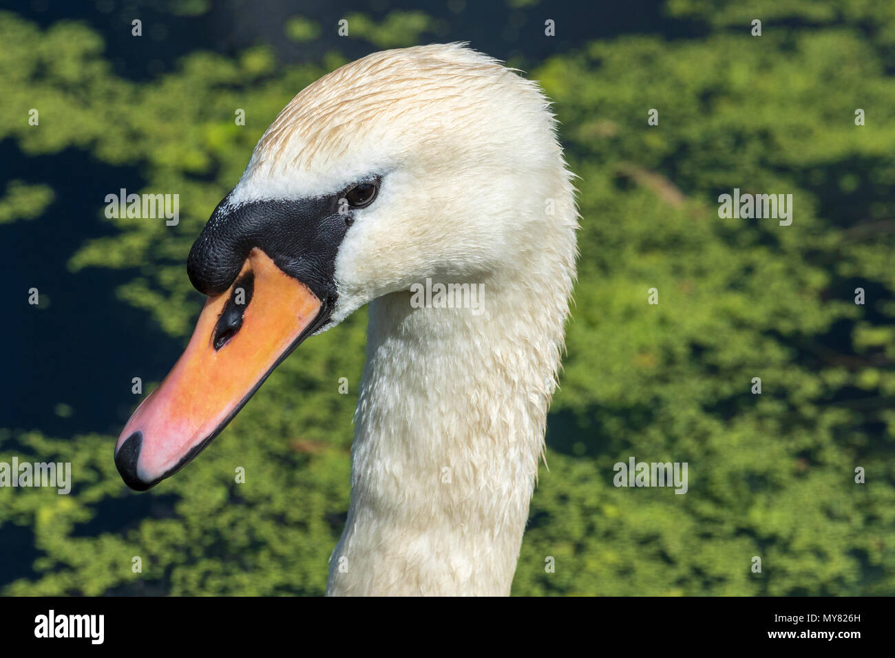 Le cygne nage Banque de photographies et d’images à haute résolution - Alamy