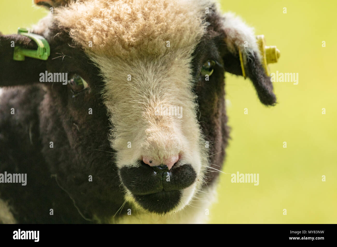 Jacob sheep Banque de photographies et d’images à haute résolution - Alamy