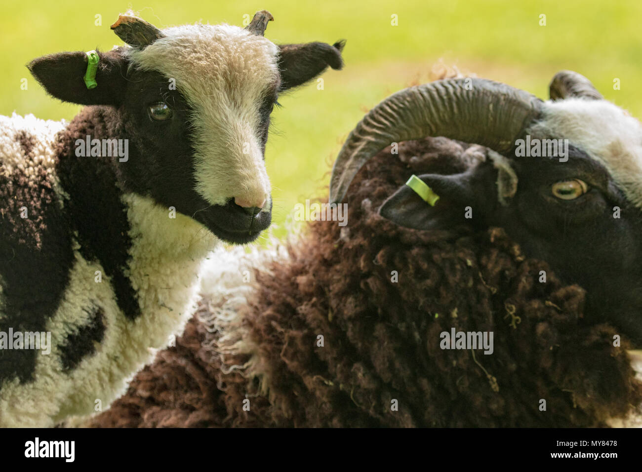 Moutons jacob sheep rare Banque de photographies et d’images à haute ...