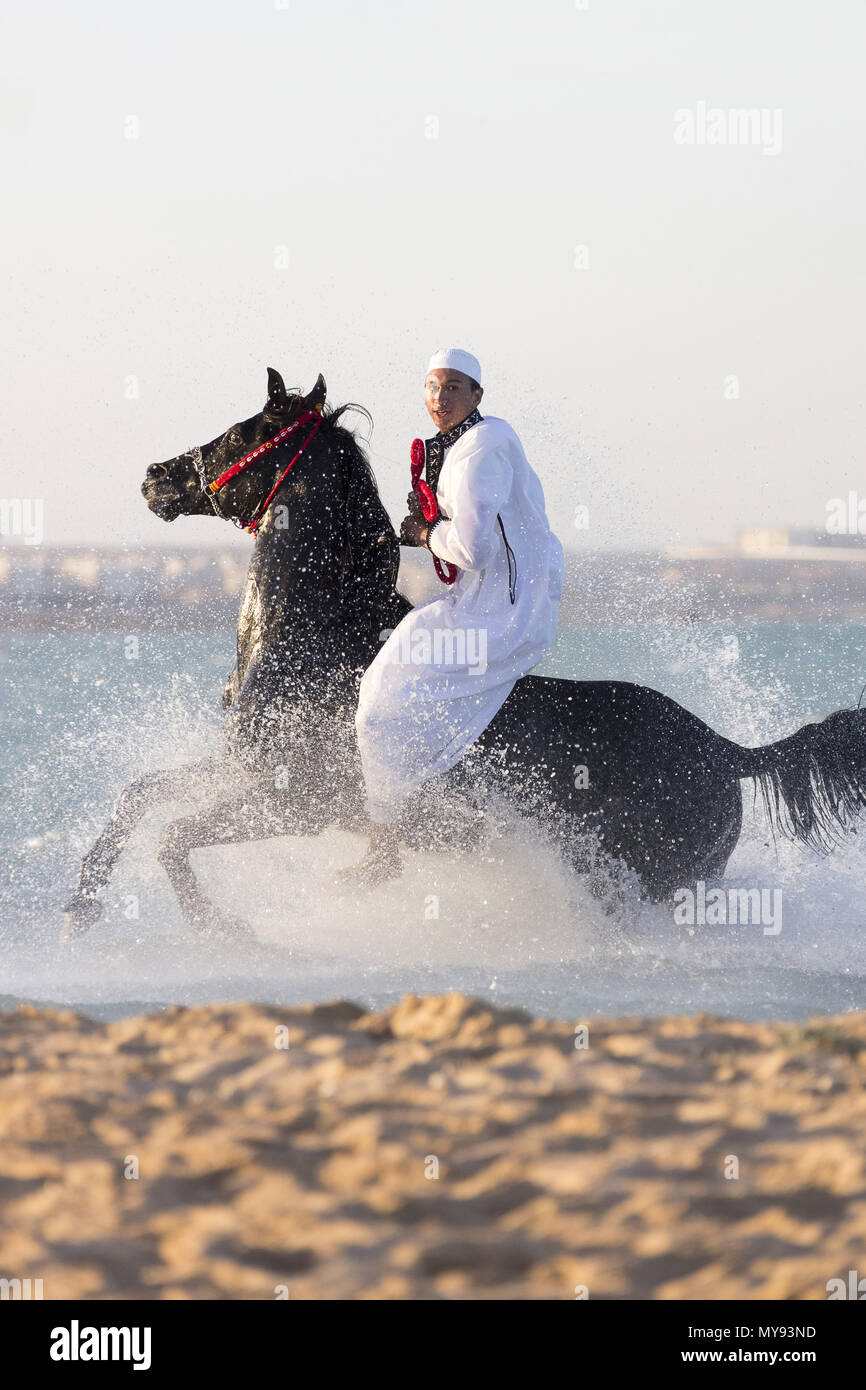 Cheval arabe avec cavalier au galop Banque de photographies et d’images ...