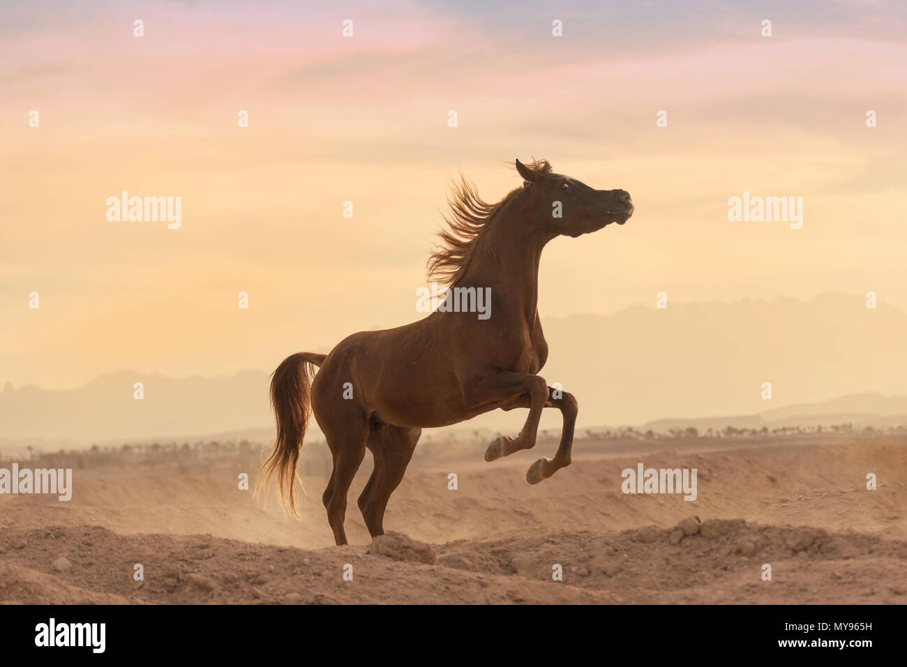 Arabian horse chestnut stallion rearing Banque de photographies et d ...