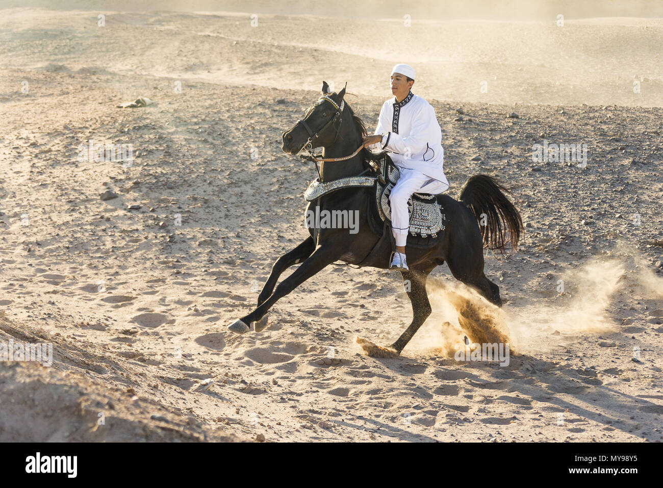 Cheval arabe avec cavalier au galop Banque de photographies et d’images ...